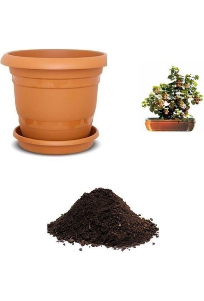 Serdar Çam Tohumculuk Sarı Üzüm Bonsai Ağacı Tohumu Ekim Seti Serdar Çam Tohumculuk Sarı Üzüm Bonsai Ağacı Tohumu Ekim Seti