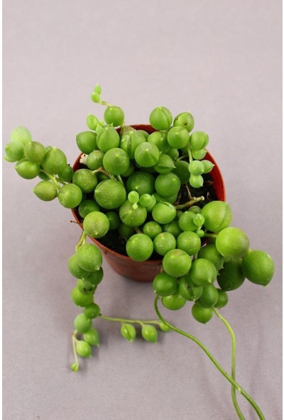 Emin Kaktüs Tespih Çiçeği 5.5 cm Saksıda Sukulent Emin Kaktüs Tespih Çiçeği 5.5 cm Saksıda Sukulent