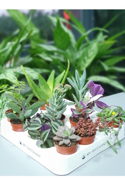 My Succulent 12'li Skulent Seti, 12 Adet Sukulent Bitkisi My Succulent 12'li Skulent Seti, 12 Adet Sukulent Bitkisi