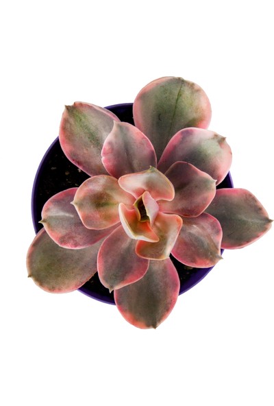 Grow Botanik Özel Koleksiyon Echeveria Rainbow Premium Sukulent 8,5'luk Saksıda (Sınırlı Stok) Grow Botanik Özel Koleksiyon Echeveria Rainbow Premium Sukulent 8,5'luk Saksıda (Sınırlı Stok)