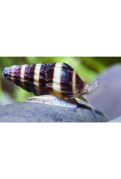 Katil Salyangoz 0,5-1 cm 3'lü Katil Salyangoz 0,5-1 cm 3'lü