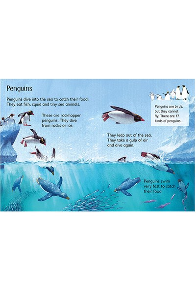 Beginners Under The Sea - Jane Austen Beginners Under The Sea - Jane Austen