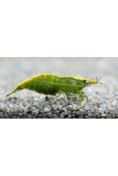 Antvaryum Green Jade 10'lu Yanında Moss Hediyeli Antvaryum Green Jade 10'lu Yanında Moss Hediyeli