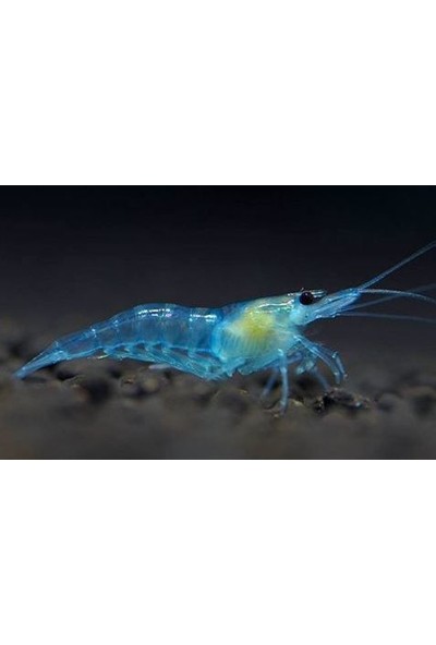 Antvaryum Mavi Jelly 10'lu Yanında Moss Hediyeli