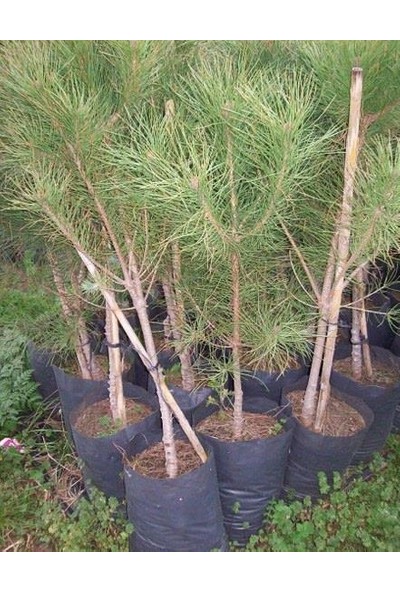 Biorganix Fıstık Çamı Çam Fıstığı Fidanı 3-4 Yaş Pinus Pinea 80-120 cm
