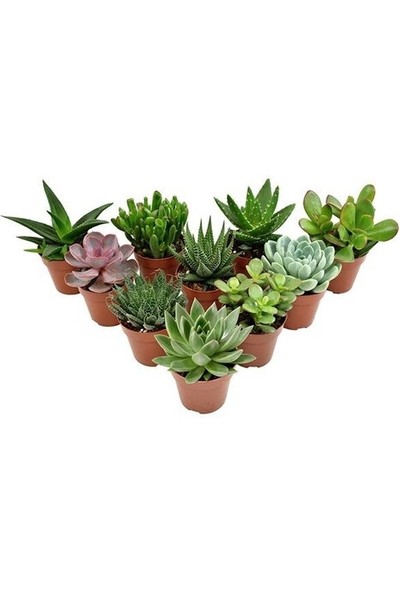 Egzotik Bahçe Egzotikbahçe Sukulent Seti 10 Adet Özel Tür 5,5cm Saksıda