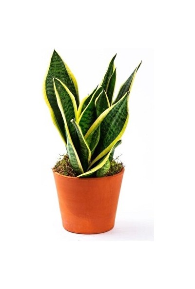 Bahçe Çiçek Kılıc Bitkisi