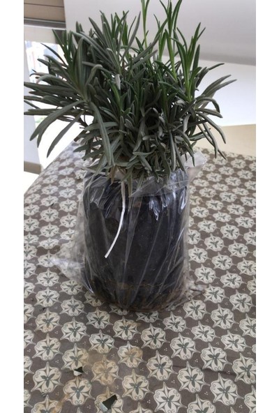 Biorganix Life Bahçe Tipi Lavanta Fidanı 20 Adet 15-25 cm Intermedia Biorganix Life Bahçe Tipi Lavanta Fidanı 20 Adet 15-25 cm Intermedia