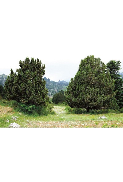 Biorganix Life Boz Ardıç Fidanı 2-3 Yaş 15-25 cm 2 Adet Juniperus Excelsa Biorganix Life Boz Ardıç Fidanı 2-3 Yaş 15-25 cm 2 Adet Juniperus Excelsa