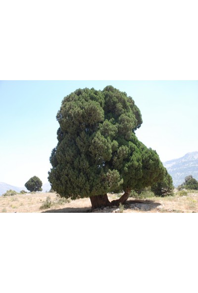 Biorganix Life Boz Ardıç Fidanı 2-3 Yaş 15-25 cm 1 Adet Juniperus Excelsa Biorganix Life Boz Ardıç Fidanı 2-3 Yaş 15-25 cm 1 Adet Juniperus Excelsa