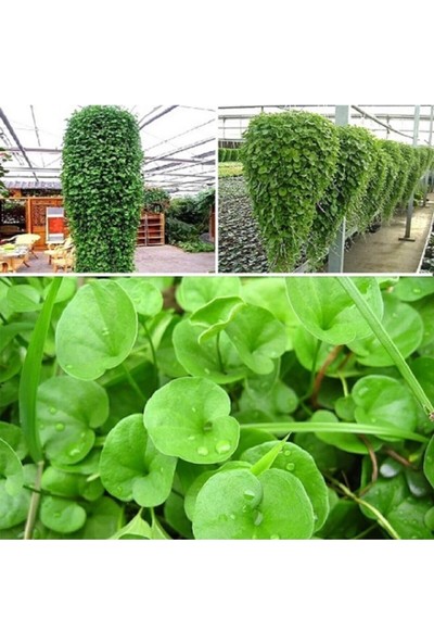 Yıldız Fare Kulagı Çim Tohumu