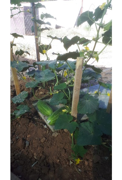 Mutena Tasarım Ata Tohumu Kornişon Salatalık Mutena Tasarım Ata Tohumu Kornişon Salatalık