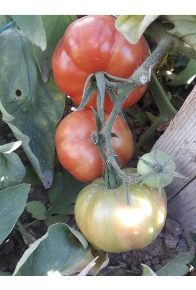 Mutena Tasarım Ata Tohumu Düzgün Köy Domatesi Mutena Tasarım Ata Tohumu Düzgün Köy Domatesi