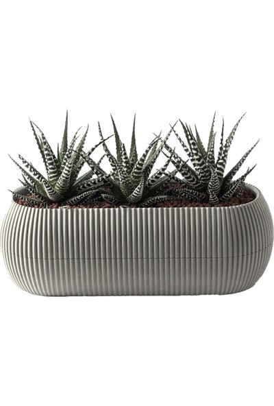 ToXA 1,3 Litre Bej Krem Uzun Mercan Saksı Plastik Kaktüs Sukulent Saksısı No2 ToXA 1,3 Litre Bej Krem Uzun Mercan Saksı Plastik Kaktüs Sukulent Saksısı No2