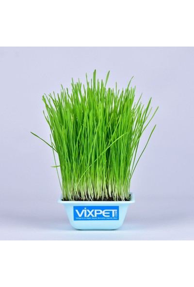 Vixpet Kedi Çimi Doğal Ve Yumuşak 13 x 13 Cm Vixpet Kedi Çimi Doğal Ve Yumuşak 13 x 13 Cm