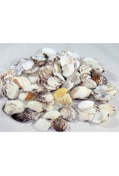 Hasyılmaz %100 Naturel Doğal Gerçek Deniz Kabuğu 500 Gram MMM4768 Hasyılmaz %100 Naturel Doğal Gerçek Deniz Kabuğu 500 Gram MMM4768