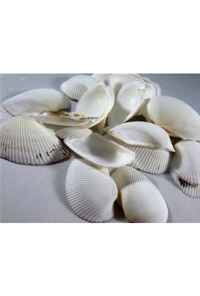 Hasyılmaz %100 Naturel Doğal Gerçek Deniz Kabuğu 500 Gram MMM4767 Hasyılmaz %100 Naturel Doğal Gerçek Deniz Kabuğu 500 Gram MMM4767