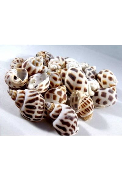 Hasyılmaz %100 Naturel Doğal Gerçek Deniz Kabuğu 500 Gram MMM4764 Hasyılmaz %100 Naturel Doğal Gerçek Deniz Kabuğu 500 Gram MMM4764