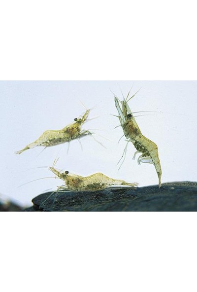 Canlipetshop Yemlik Karides Protein Kaynağı 30 Adet Canlipetshop Yemlik Karides Protein Kaynağı 30 Adet