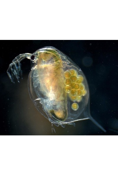 Canlipetshop Canlı Yem Su Piresi Kültürü 1 Paket Canlipetshop Canlı Yem Su Piresi Kültürü 1 Paket