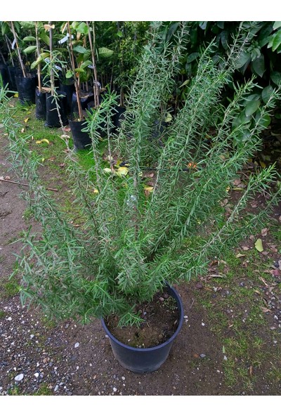 Köyceğiz Bitki Dünyası Biberiye Bitkisi (Rosmarin)