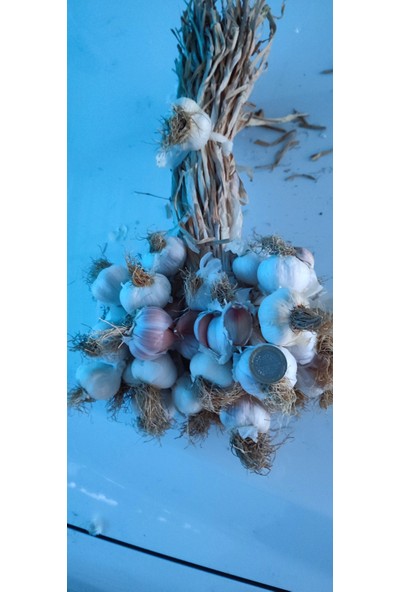 Taşköprü Ata Tohum Taşköprü Sarımsak Iri Boy 2kg