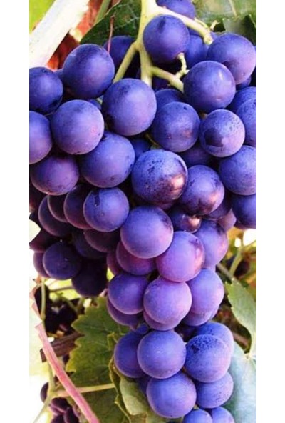 Önderler Alfons Üzüm Fidanı