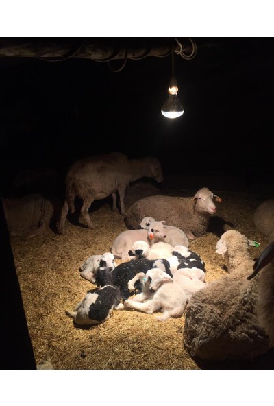 Bioflorens Golden Fer 500 W Isıtıcı Lamba Infrared Beyaz