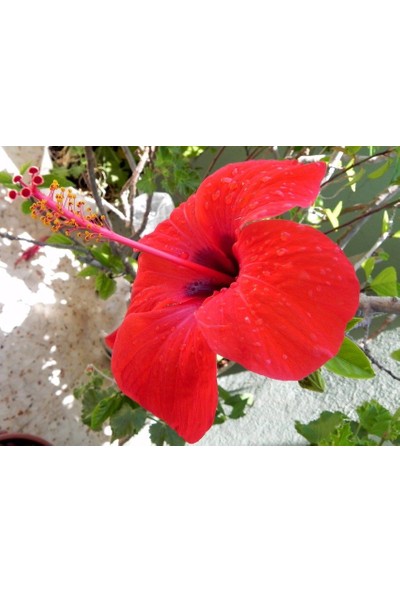 Lala Ahmet Botanik 2 Adet Japon Gülü, Tüplü, 40-50 Cm. Her Mevsim Dikilebilir Lala Ahmet Botanik 2 Adet Japon Gülü, Tüplü, 40-50 Cm. Her Mevsim Dikilebilir