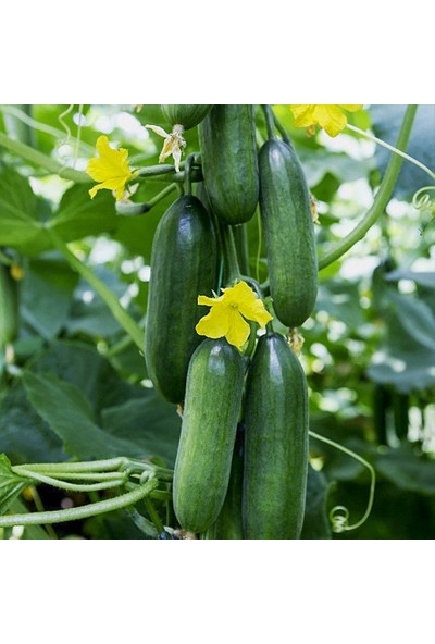 Floramut Yöresel Meram Salatalık Fidesi-5 Adet Floramut Yöresel Meram Salatalık Fidesi-5 Adet