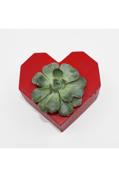 14 Şubat Kırmızı Saksıda Echeveria Pulidonis Sukulent Tasarımı
