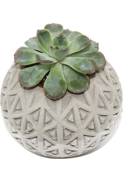Anadolu Serisi Beton Saksıda Echeveria Pulidonis Sukulent Tasarımı Anadolu Serisi Beton Saksıda Echeveria Pulidonis Sukulent Tasarımı