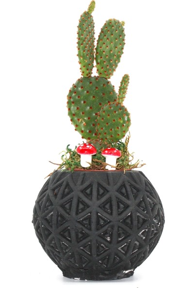 Anadolu Serisi Siyah Saksıda Opuntia Microdasys Rufida Kaktüs Anadolu Serisi Siyah Saksıda Opuntia Microdasys Rufida Kaktüs