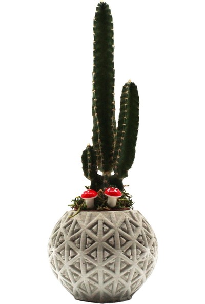 Anatolian Serisi Beton Saksıda Cereus Florida Kaktüs Tasarımı