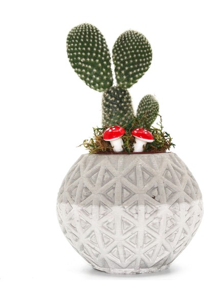 Anatolian Serisi Beton Saksıda Opuntia Microdasys Albispina Kaktüs Anatolian Serisi Beton Saksıda Opuntia Microdasys Albispina Kaktüs