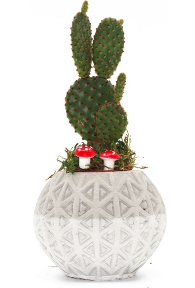 Anatolian Serisi Beton Saksıda Opuntia Microdasys Rufida Kaktüs Anatolian Serisi Beton Saksıda Opuntia Microdasys Rufida Kaktüs