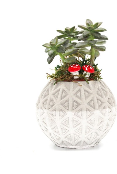 Anatolian Serisi Beton Saksıda Sedum Bronz Sukulent Tasarımı