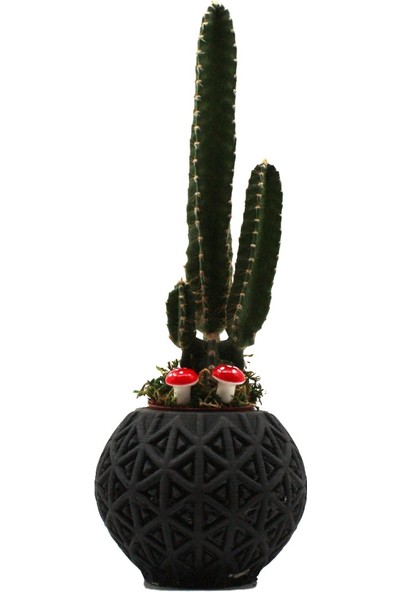 Anatolian Serisi Siyah Saksıda Cereus Florida Kaktüs Tasarımı