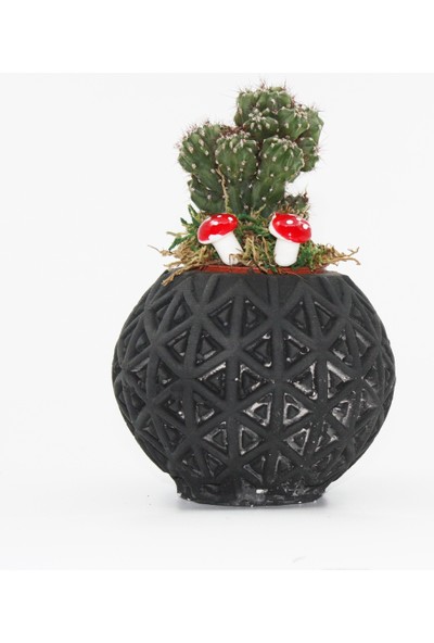 Anatolian Serisi Siyah Saksıda Cereus Peruvianus Kaktüs Tasarımı Anatolian Serisi Siyah Saksıda Cereus Peruvianus Kaktüs Tasarımı