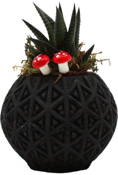 Anatolian Serisi Siyah Saksıda Haworthia Sukulent Tasarımı