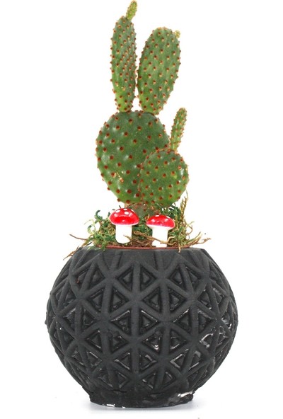 Anatolian Serisi Siyah Saksıda Opuntia Microdasys Rufida Kaktüs Anatolian Serisi Siyah Saksıda Opuntia Microdasys Rufida Kaktüs