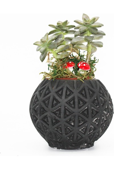 Anatolian Serisi Siyah Saksıda Sedum Bronz Sukulent Tasarımı