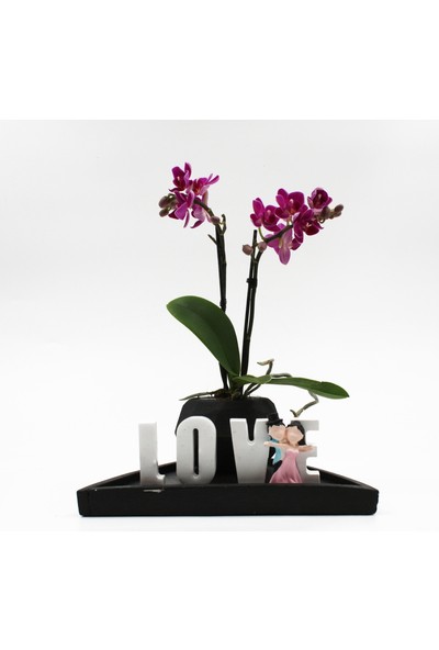 Delux Sevgililer Günü (14 Şubat) Mor Mini Orkide Tasarımı