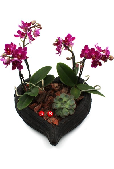 Kalbim Serisi Siyah Saksıda Dört Dal Mor Mini Orkide ve Echeveria Sukulent Kalbim Serisi Siyah Saksıda Dört Dal Mor Mini Orkide ve Echeveria Sukulent