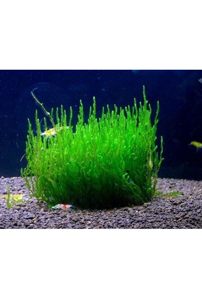 İthal Bitki Peacock Moss Tele Sarılı 5X5CM Yeni Sarım Canlı Bitki İthal Bitki Peacock Moss Tele Sarılı 5X5CM Yeni Sarım Canlı Bitki