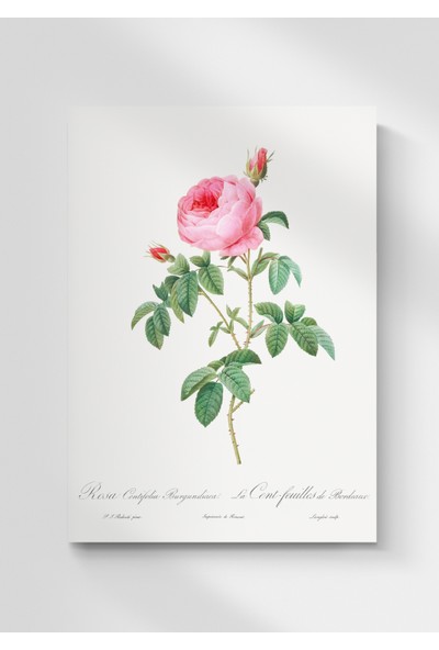 Art House Collective Poster Pierre Joseph Redouté I Burgundy Cabbage Rose - Çerçevesiz Art House Collective Poster Pierre Joseph Redouté I Burgundy Cabbage Rose - Çerçevesiz