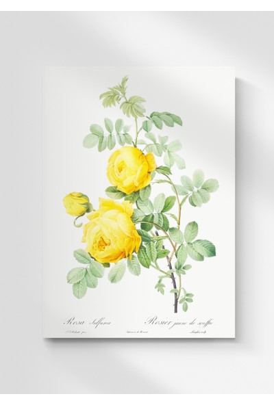 Art House Collective Poster I Pierre Joseph Redouté I Rosa Hemisphaerica - Çerçevesiz Art House Collective Poster I Pierre Joseph Redouté I Rosa Hemisphaerica - Çerçevesiz