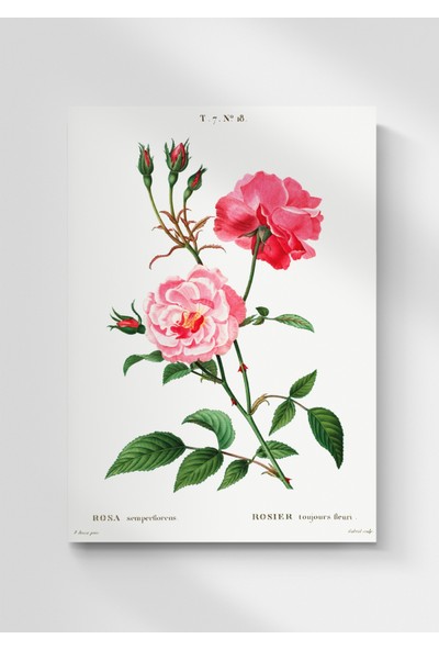 Art House Collective Poster Pierre Joseph Redouté I Ever-Blowing Rose - Çerçevesiz Art House Collective Poster Pierre Joseph Redouté I Ever-Blowing Rose - Çerçevesiz