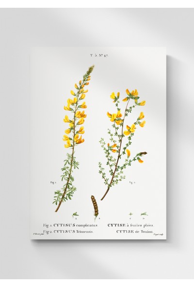 Art House Collective Poster Pierre Joseph Redouté Cytisus Complicatus And Cytisus Telonensis - Çerçevesiz Art House Collective Poster Pierre Joseph Redouté Cytisus Complicatus And Cytisus Telonensis - Çerçevesiz