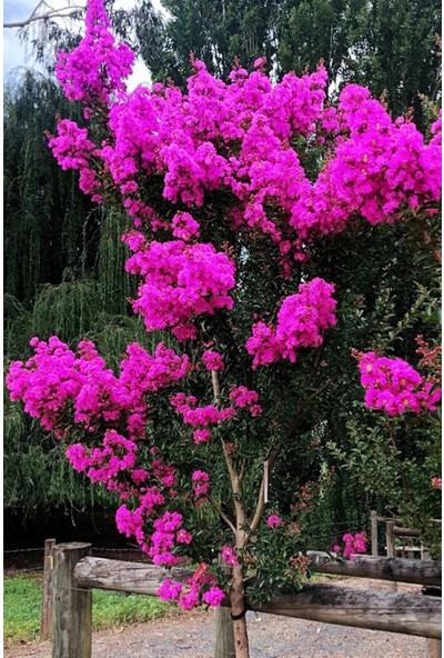 Dh Store Mor Oya Ağacı Hint Leylağı Yavru Fidan 50-60CM